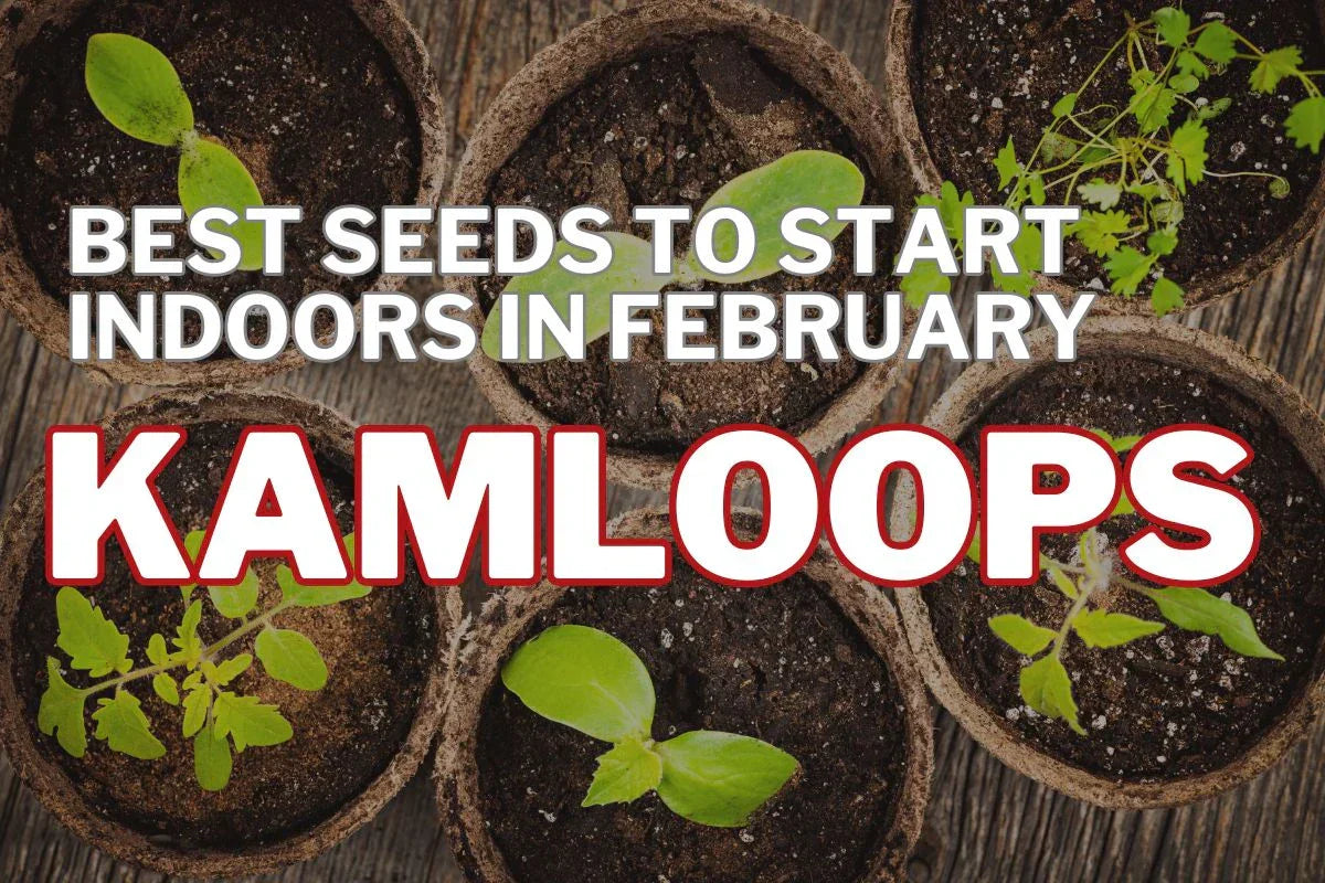 The Best Seeds to Start Indoors in February in Kamloops – Purity Feed