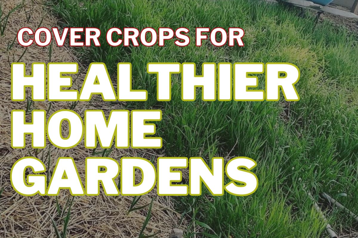 Cover Crops for Healthier Home Gardens – Purity Feed