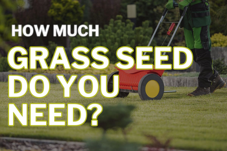 How Much Grass Seed Do You Need? Your Complete Guide to Lawns, Pasture ...