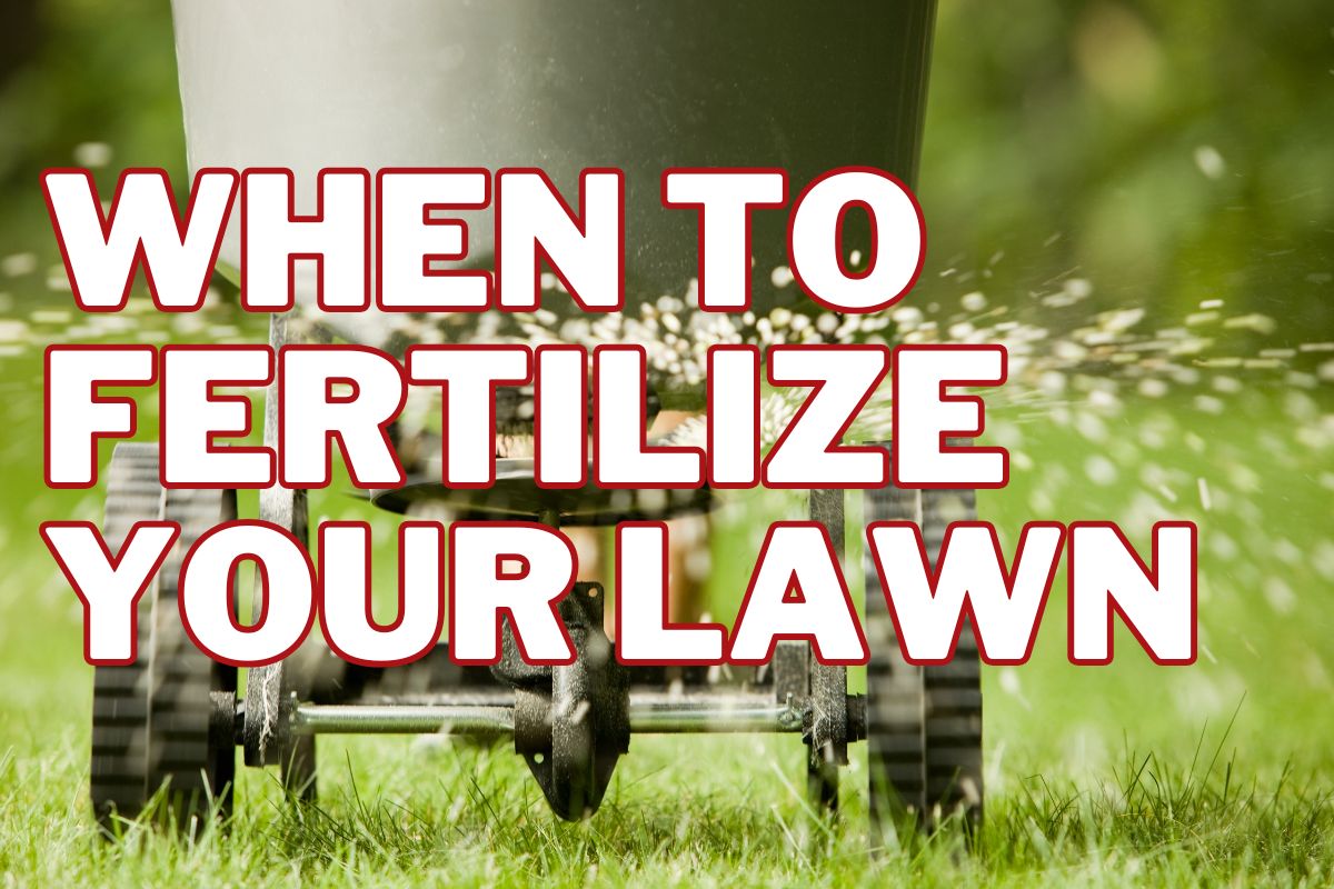 When to Fertilize Your Lawn: A Simple BC Lawn Care Schedule – Purity Feed