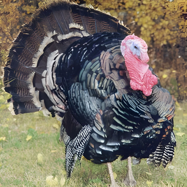 Chicken Catalog – Purity Feed