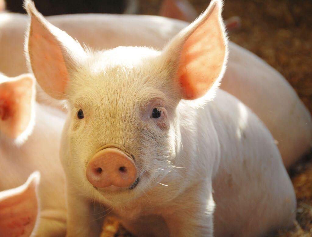 Agri-Melc 24-24-14 Piglet Milk Replacer 10kg – Purity Feed