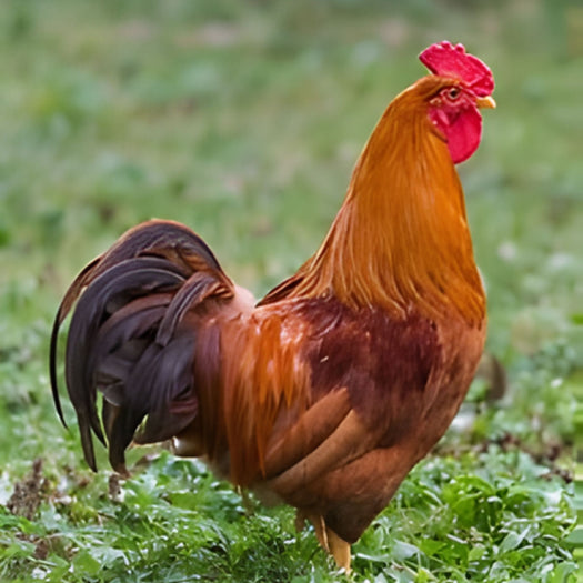 Chicken Catalog – Purity Feed