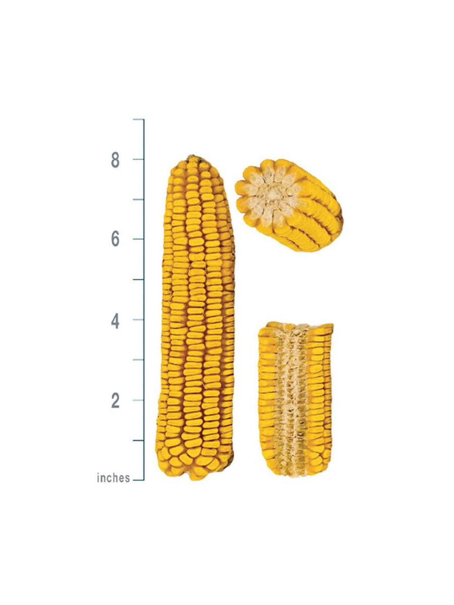 DLF Expect LLF Silage Corn Seed - 94 Day Full Floury Leafy – Purity Feed