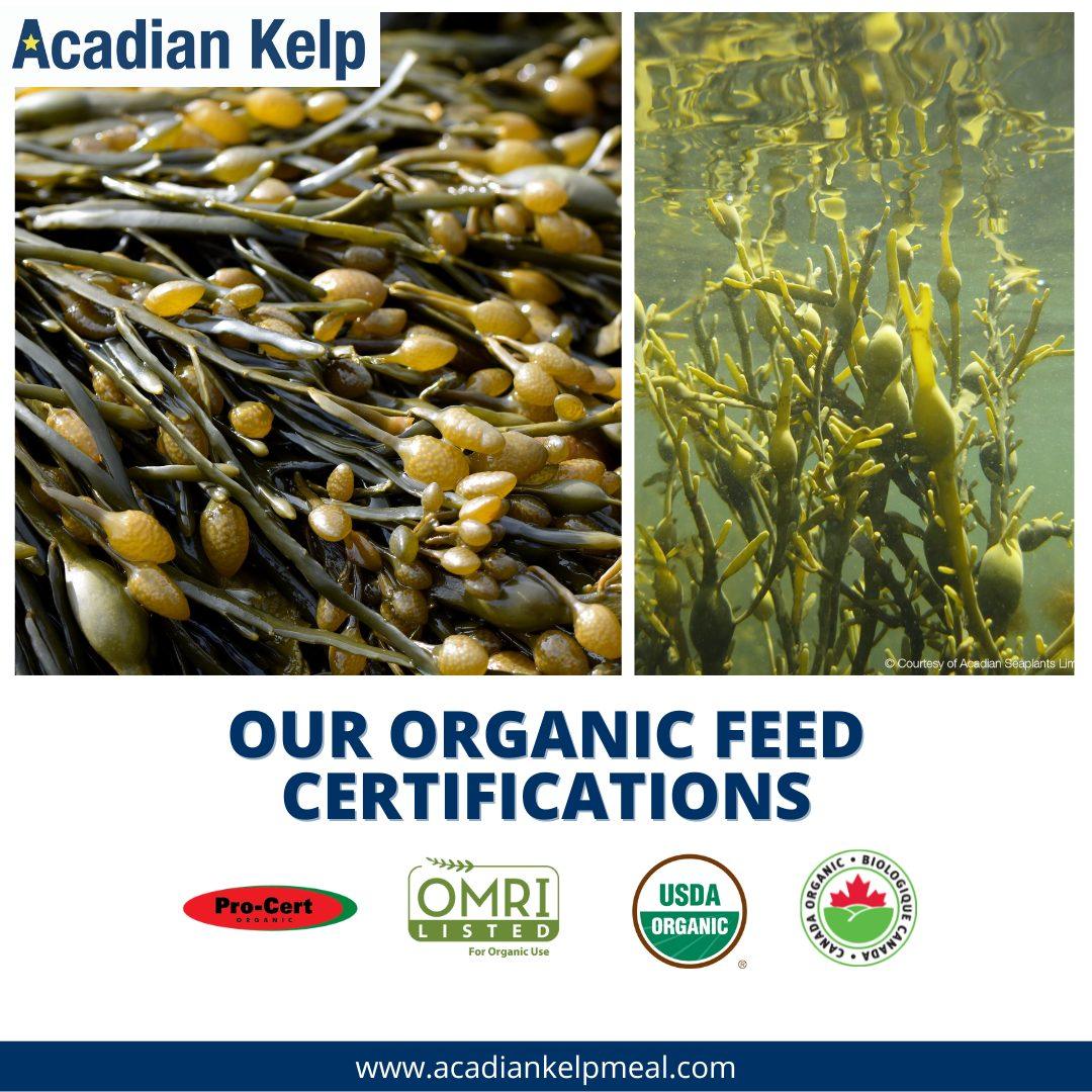 Acadian Kelp Meal 50lbs – Purity Feed