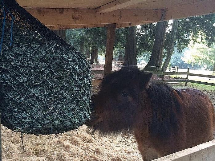 Heavy Duty Mini Slow Feed Hay Net | 2-3 Flakes | 1.5" Mesh | Purely Po ...