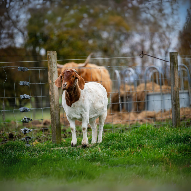 Purity Post – Purity Feed