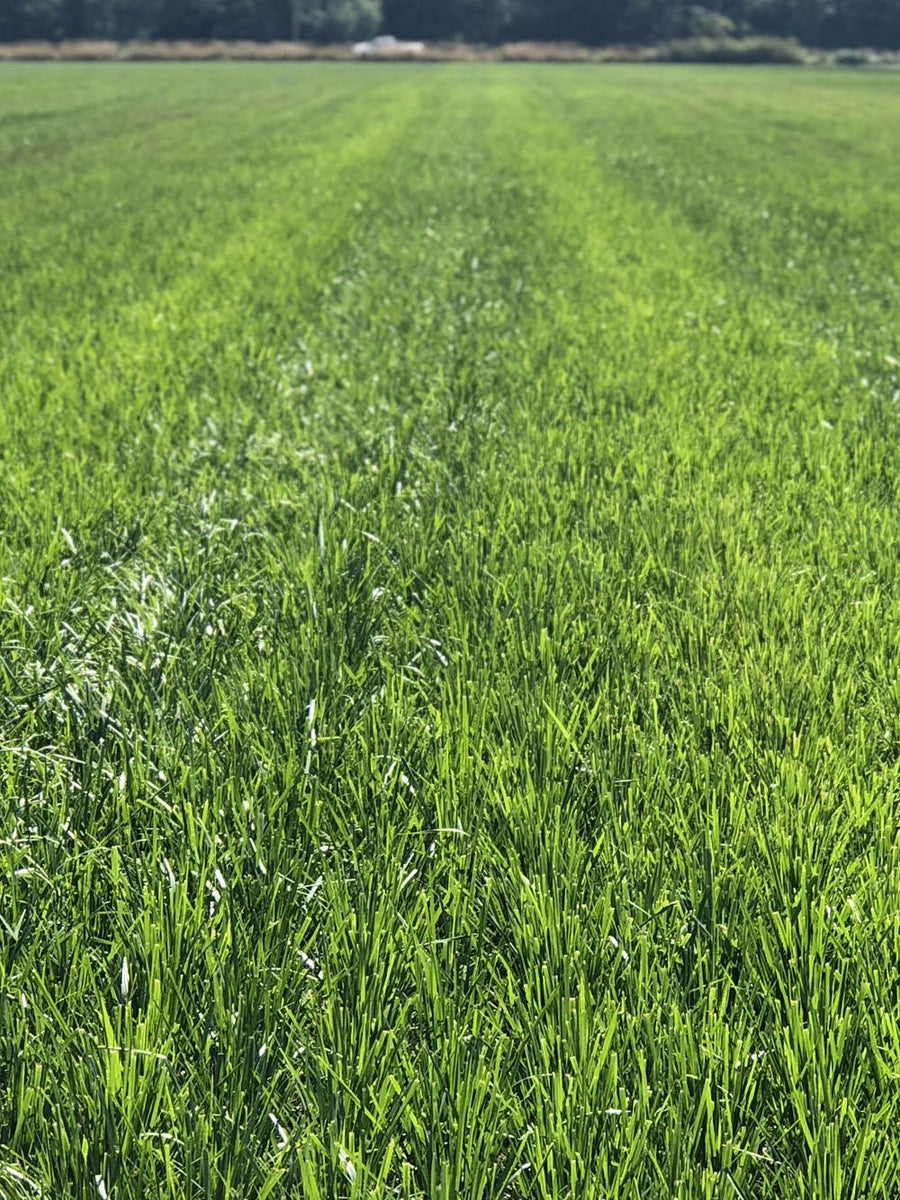 DLF Kora Tall Fescue Seed 50lbs | Endophyte Free Premium Forage Variety ...